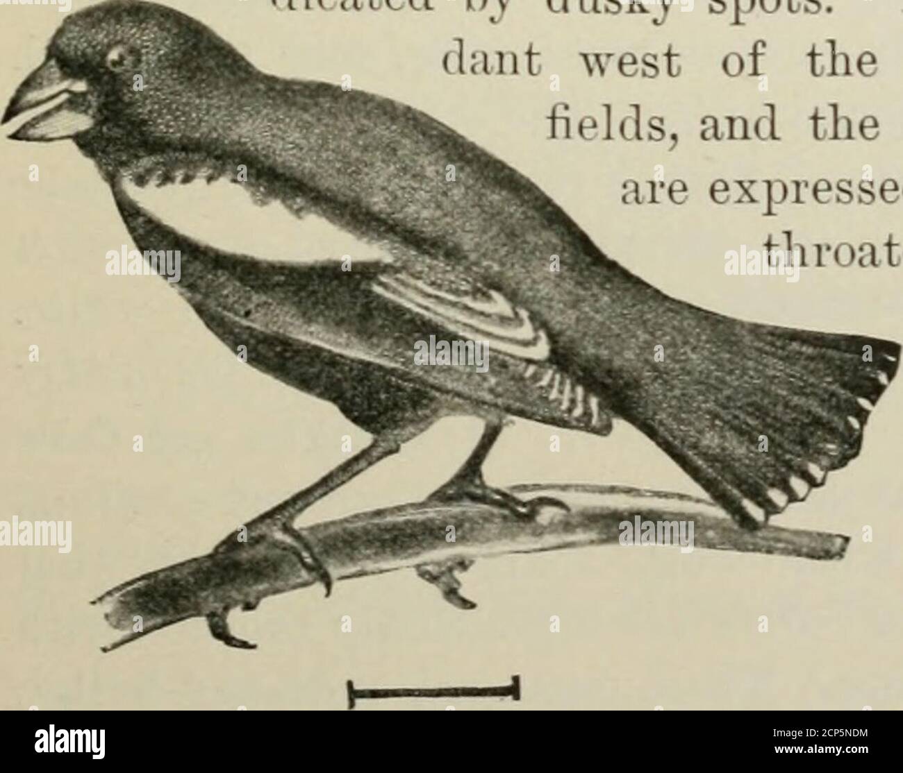 Key w est hi-res stock photography and images - Alamy