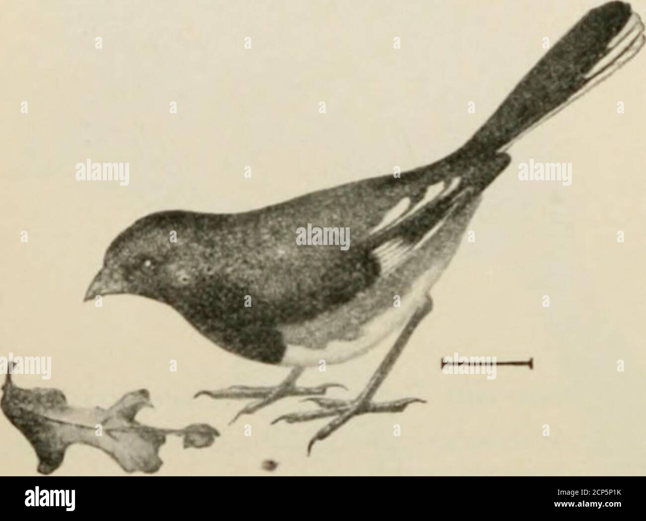 Robin identification hi-res stock photography and images - Alamy