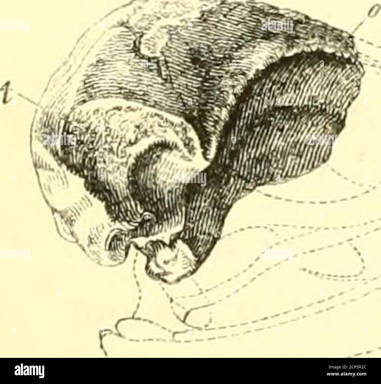 . A history of British fossil mammals, and birds . l-miped,— for which ...