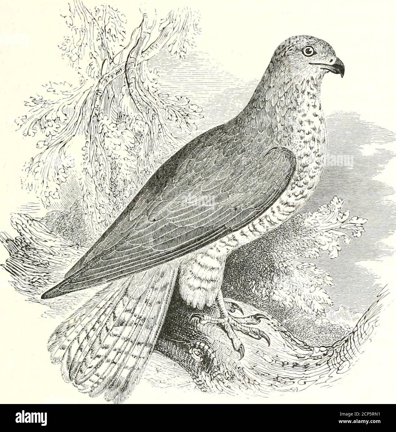 Plumed tail hi-res stock photography and images - Alamy