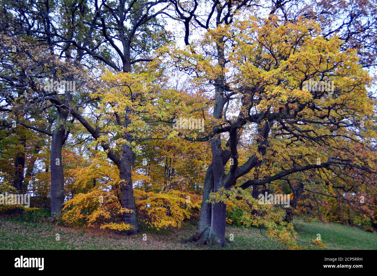 Denmark - Frederiksborg Castle Autumn Trees Stock Photo - Alamy