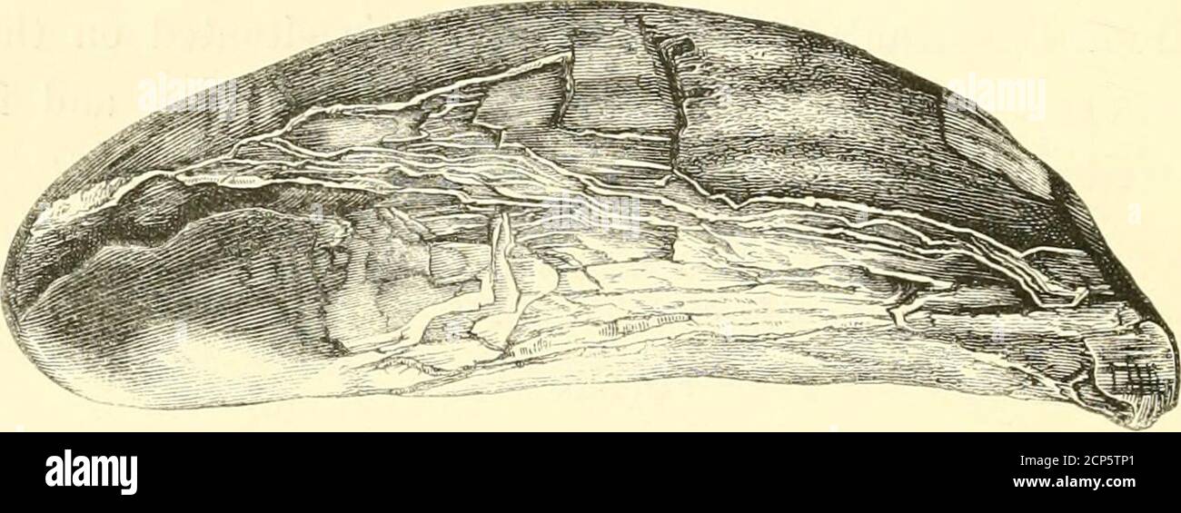 . A history of British fossil mammals, and birds . Base of skull of ...