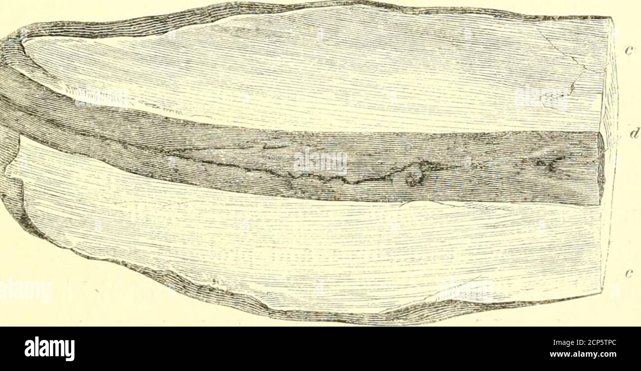 Physeteroid hi-res stock photography and images - Alamy