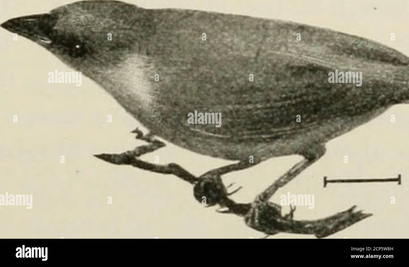 Wing tuck hi-res stock photography and images - Alamy