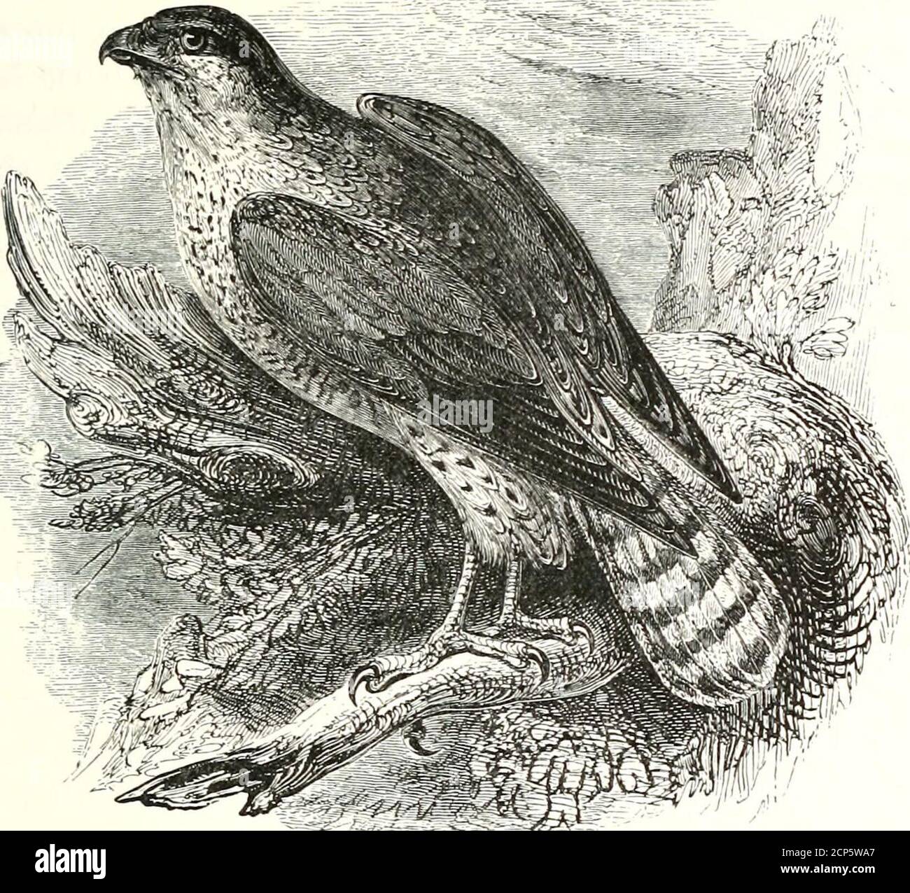 . A history of British birds . es; the tail-feathers ash-grey, with ...