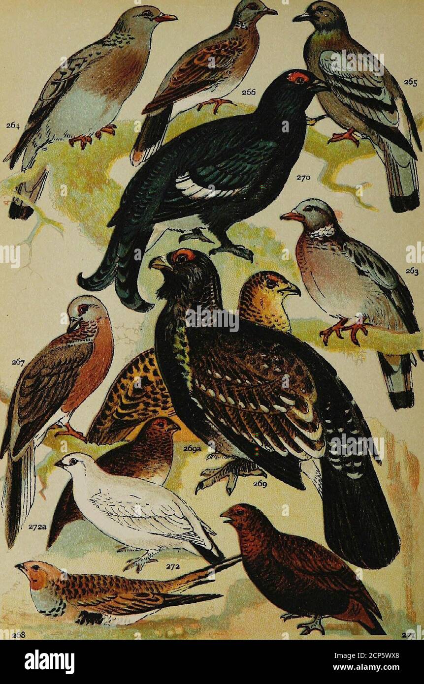 . Our country's birds and how to know them. A guide to all the birds of ...