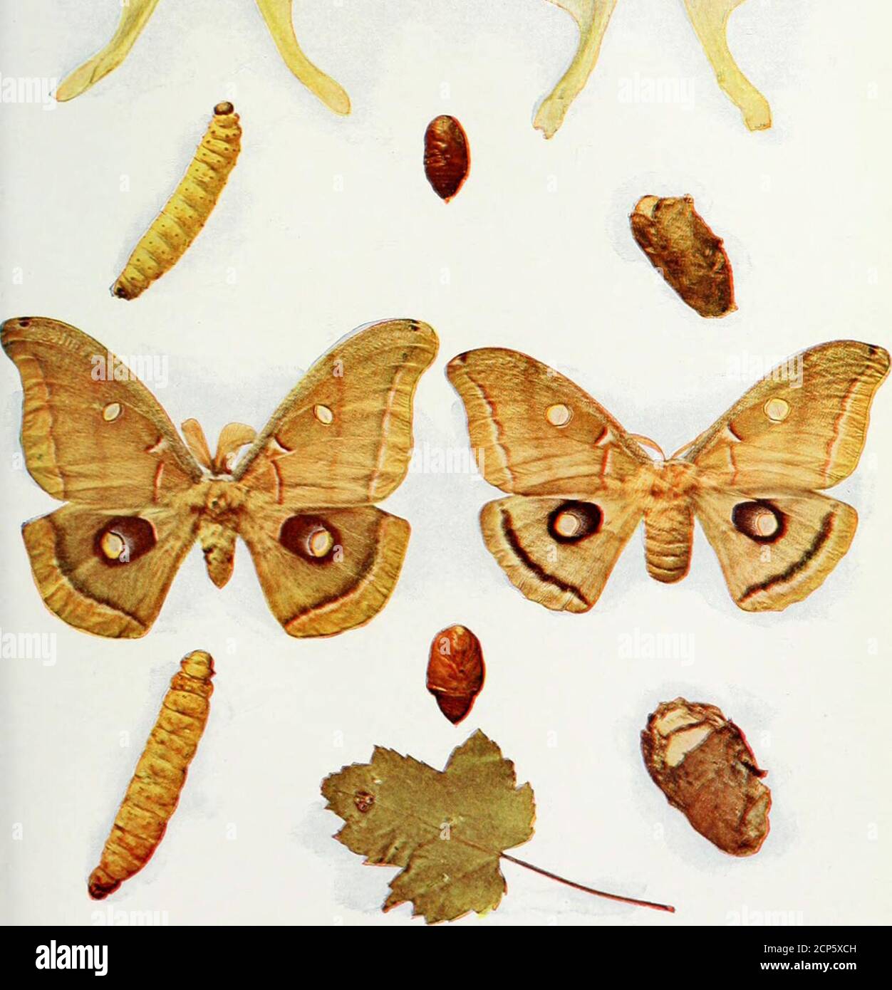 . www.flickr.com/photos/internetarchivebookimages/tags/book... . *.-i ...