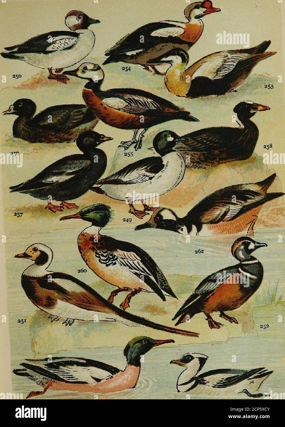 . Our country's birds and how to know them. A guide to all the birds of ...