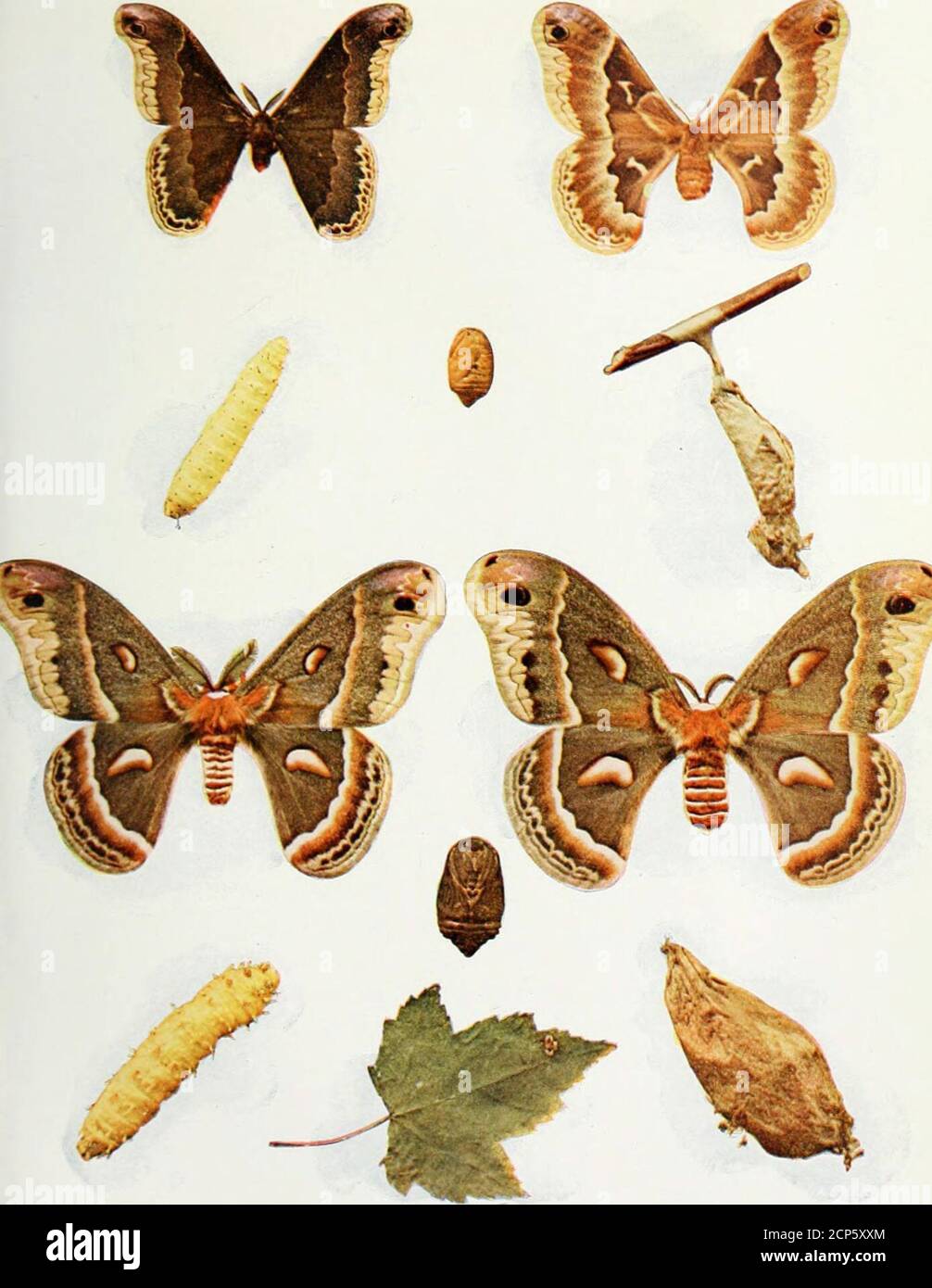 Wings of large emperor moth hi-res stock photography and images - Alamy