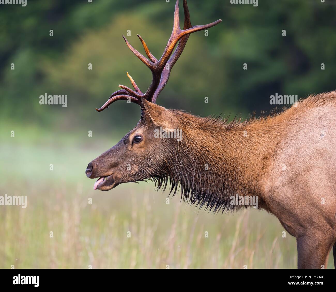 Young Bull Elk Stock Photo - Alamy