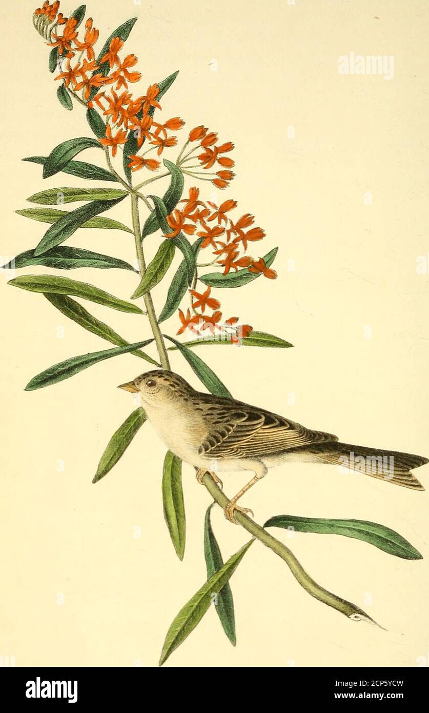 . The birds of America : from drawings made in the United States and ...