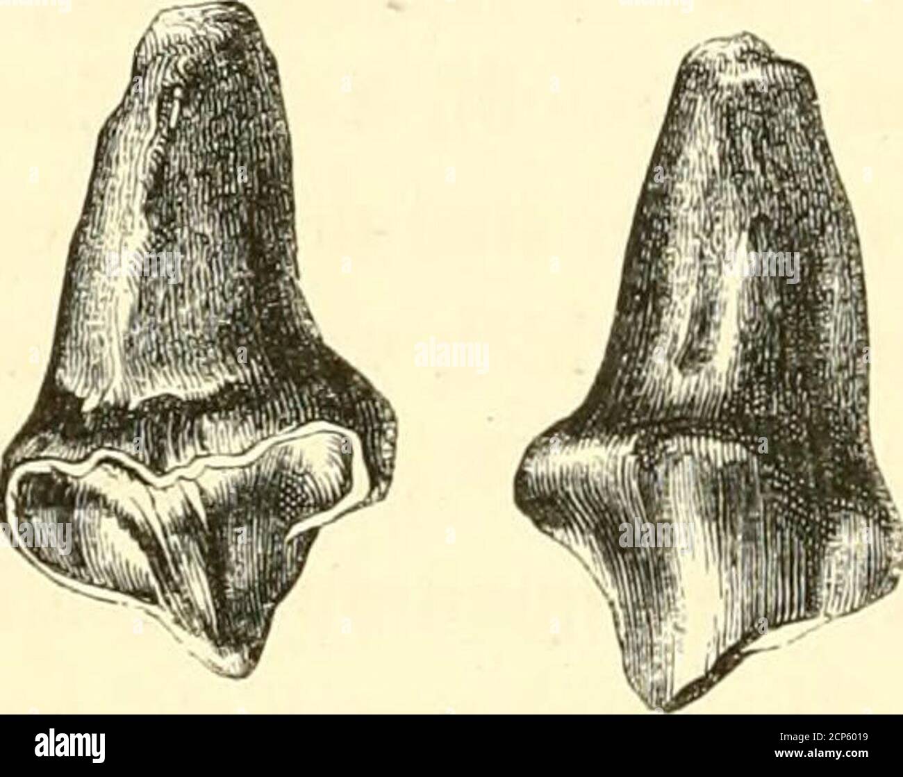 Intermaxillary bone hi-res stock photography and images - Alamy