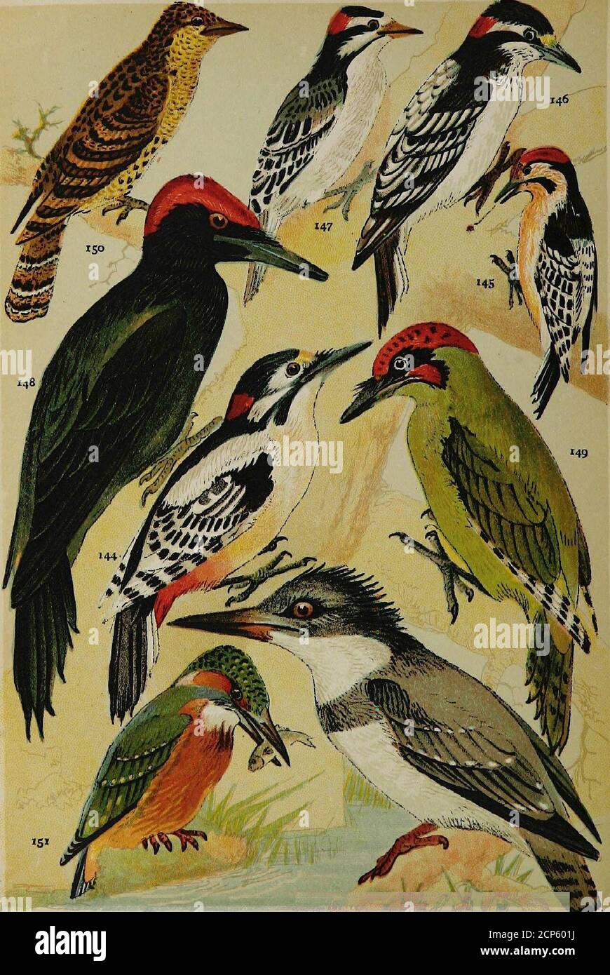 . Our country's birds and how to know them. A guide to all the birds of ...