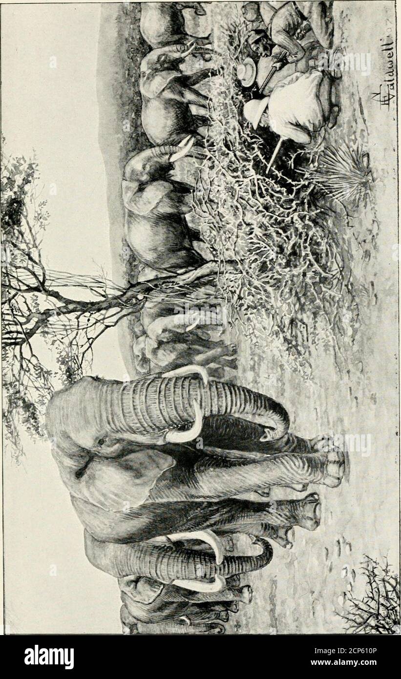 Two upright bulls hi-res stock photography and images - Alamy