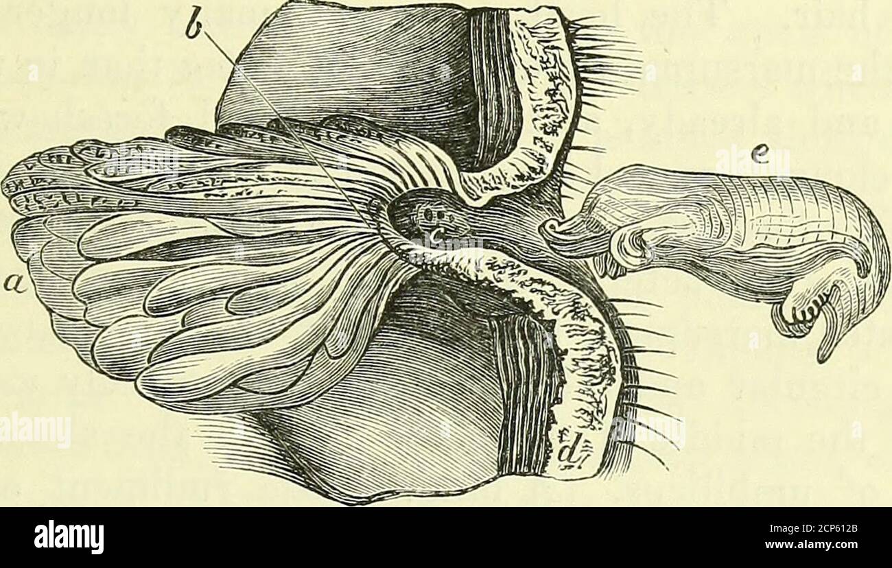 . On the anatomy of vertebrates [electronic resource] . ir free ends ...