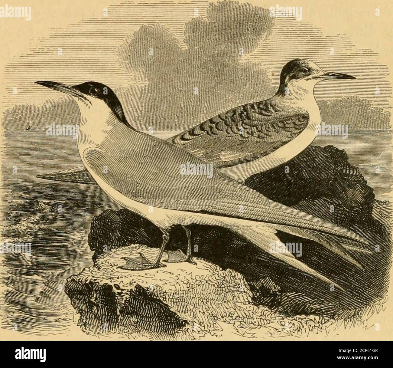 . A history of British birds . nd of the longest quill-feathernine ...