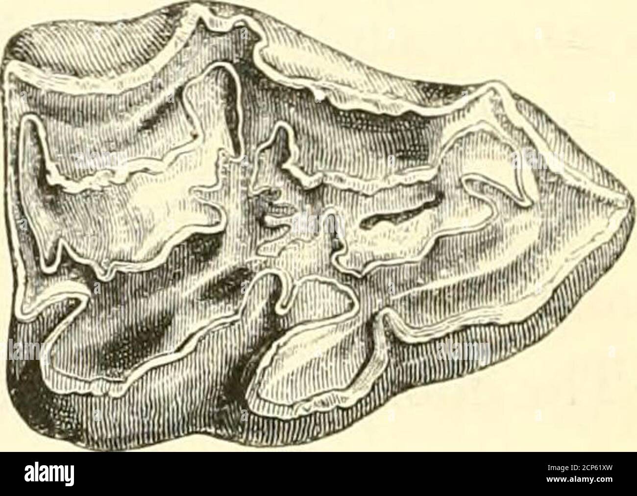 . A history of British fossil mammals, and birds . 1st upper molar, nat ...