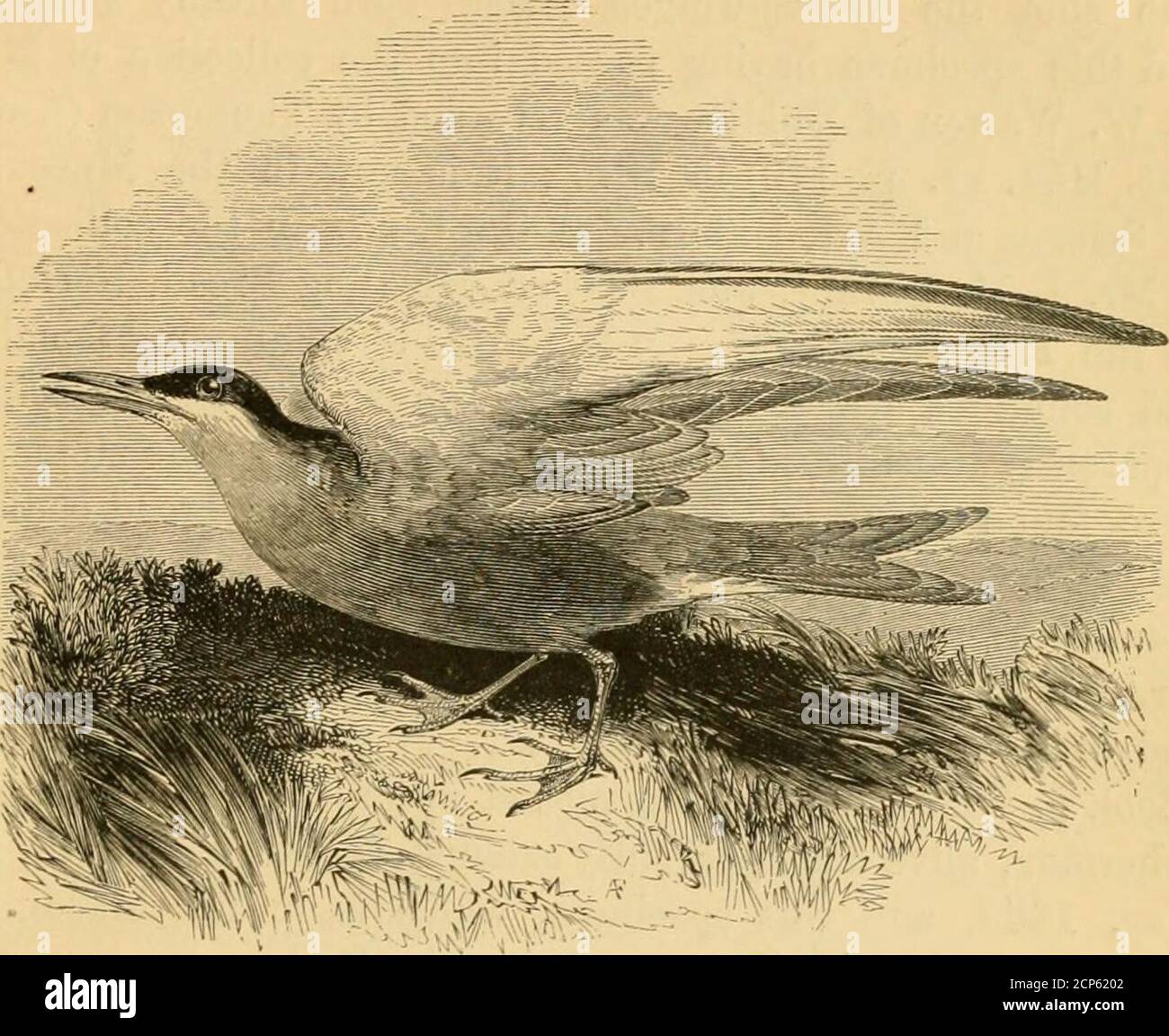 Tail is more deeply forked hi-res stock photography and images - Alamy