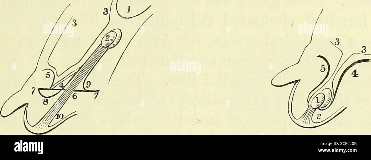 Gubernaculum hi-res stock photography and images - Alamy