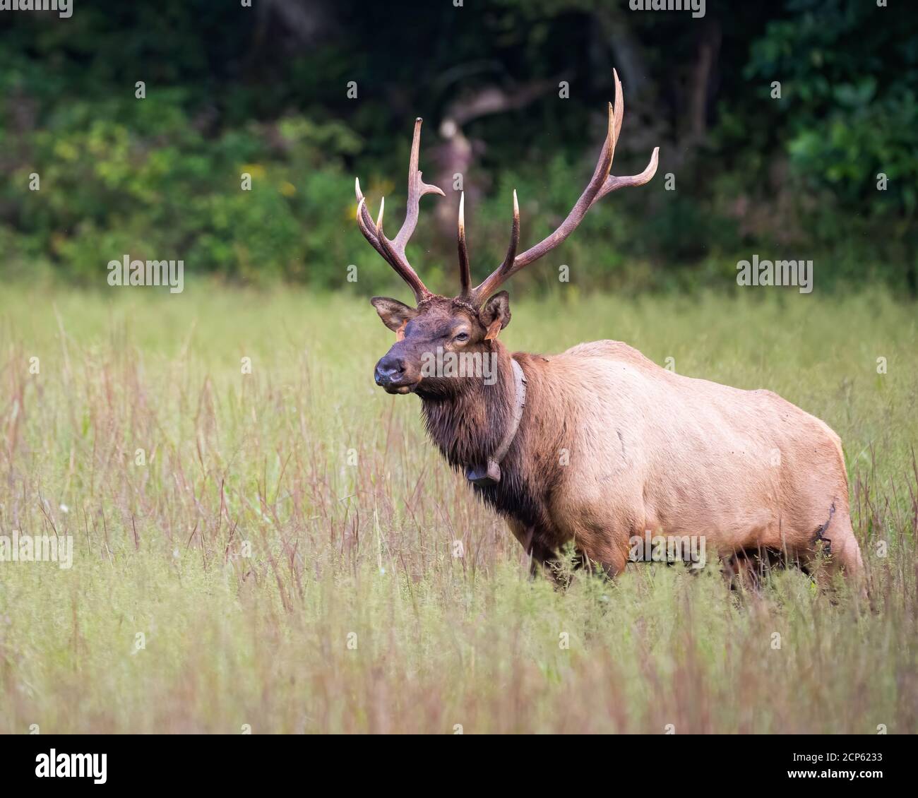 Bull elk in mountains hi-res stock photography and images - Alamy
