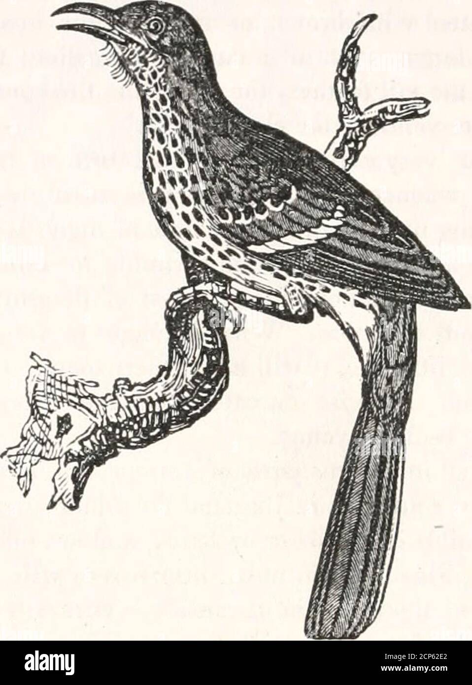 Half man half snake hi-res stock photography and images - Alamy