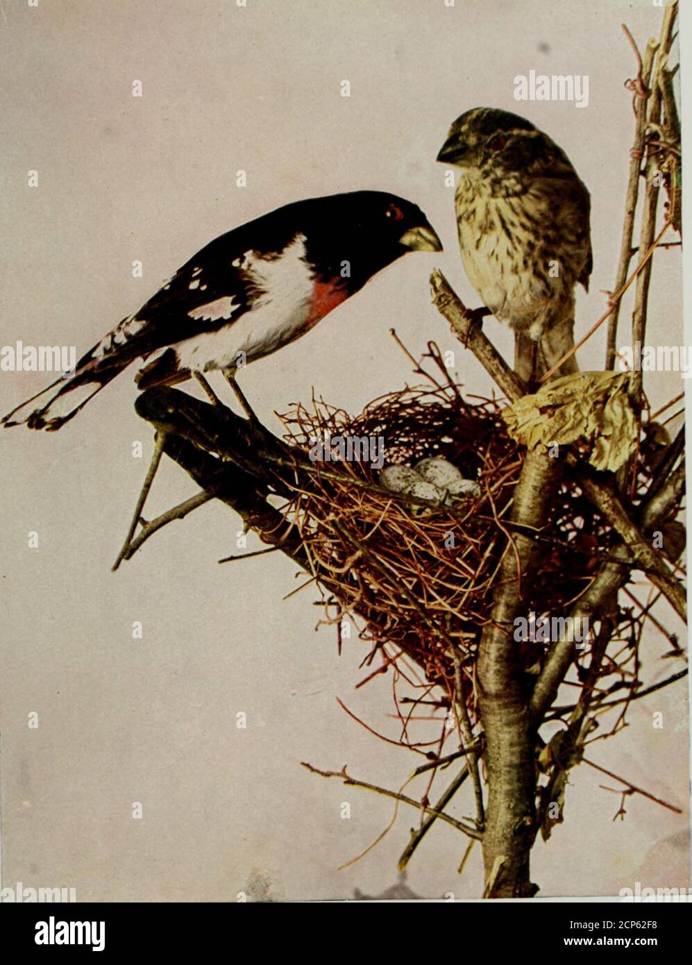 . www.flickr.com/photos/internetarchivebookimages/tags/book... . ys ...