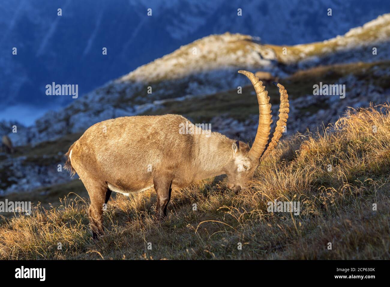 Ibex on the Schneibstein (2,276 m) in the Hagen Mountains, on the hike ...