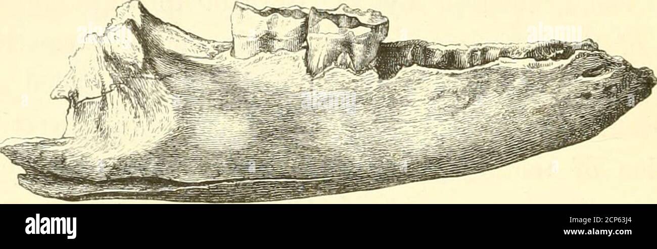 . A history of British fossil mammals, and birds . lower jaw and teeth ...