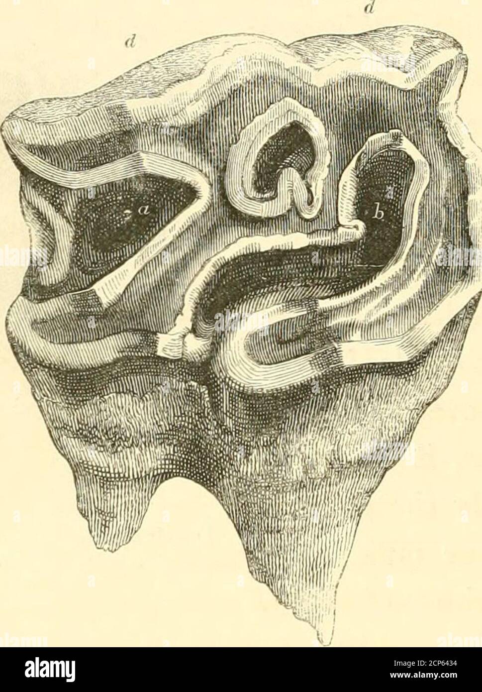 . A history of British fossil mammals, and birds . lan, and generic ...