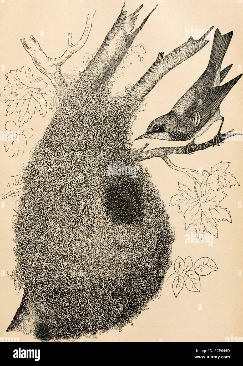 Audubonswarbler hi-res stock photography and images - Alamy