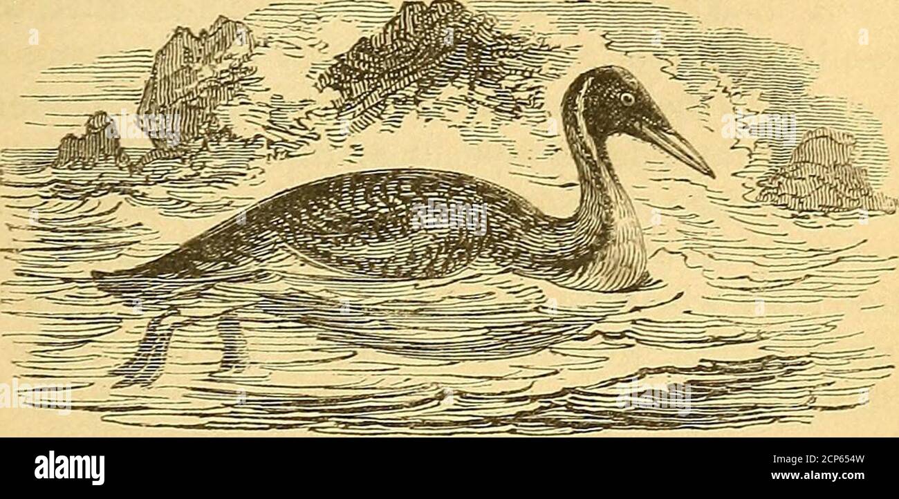 . The natural history of birds . ing its hold on the back bymeans of ...