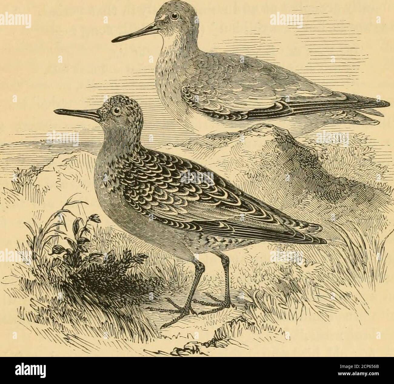 Longest legs and neck of all birds hi-res stock photography and images ...