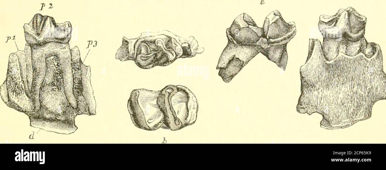 Two molar hi-res stock photography and images - Alamy