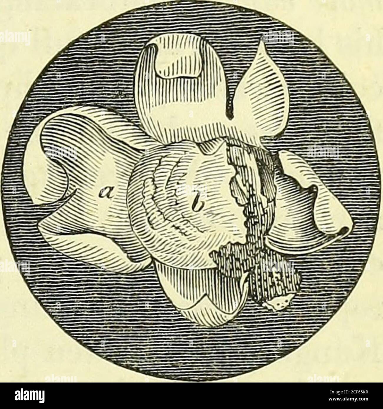 . On the anatomy of vertebrates [electronic resource] . DEVELOPMENT OF ...