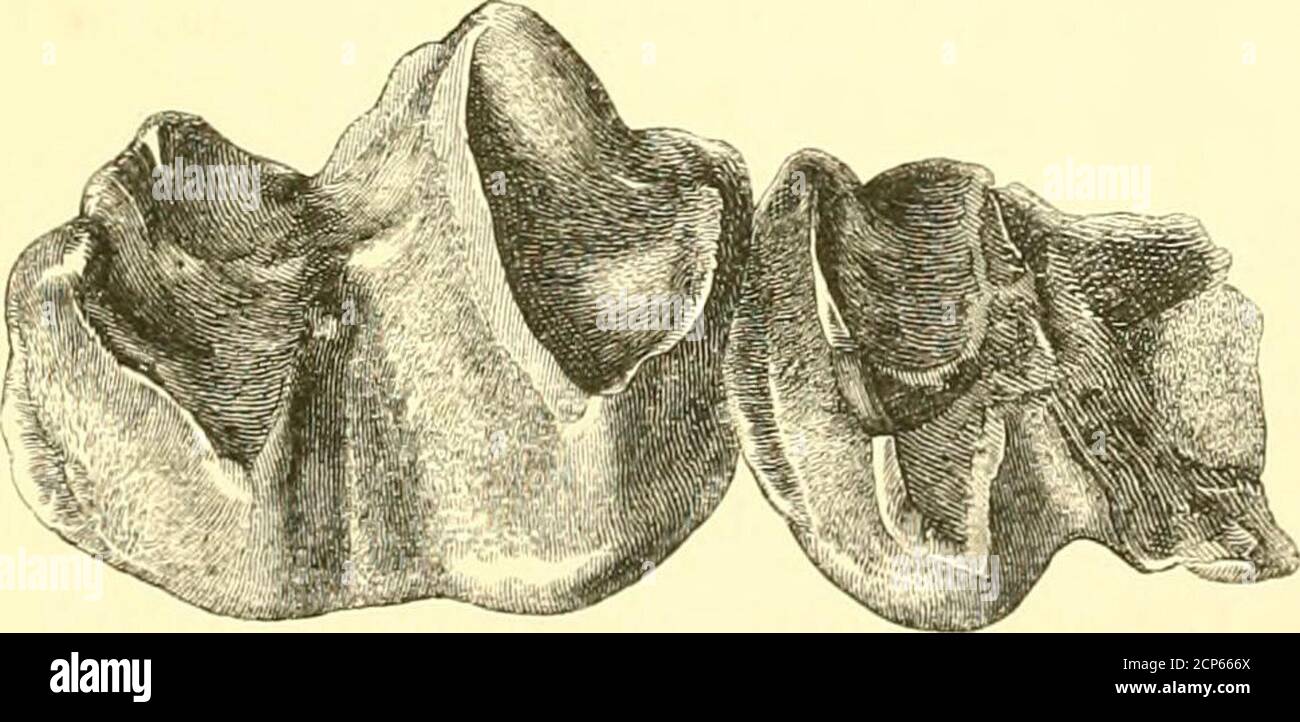 . A history of British fossil mammals, and birds . n England they are ...