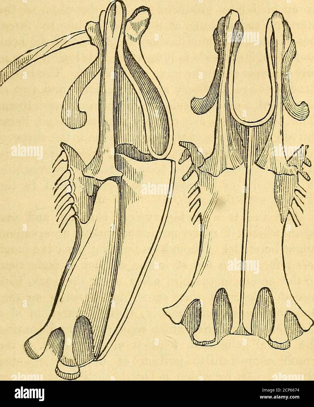 Jacko page hi-res stock photography and images - Alamy