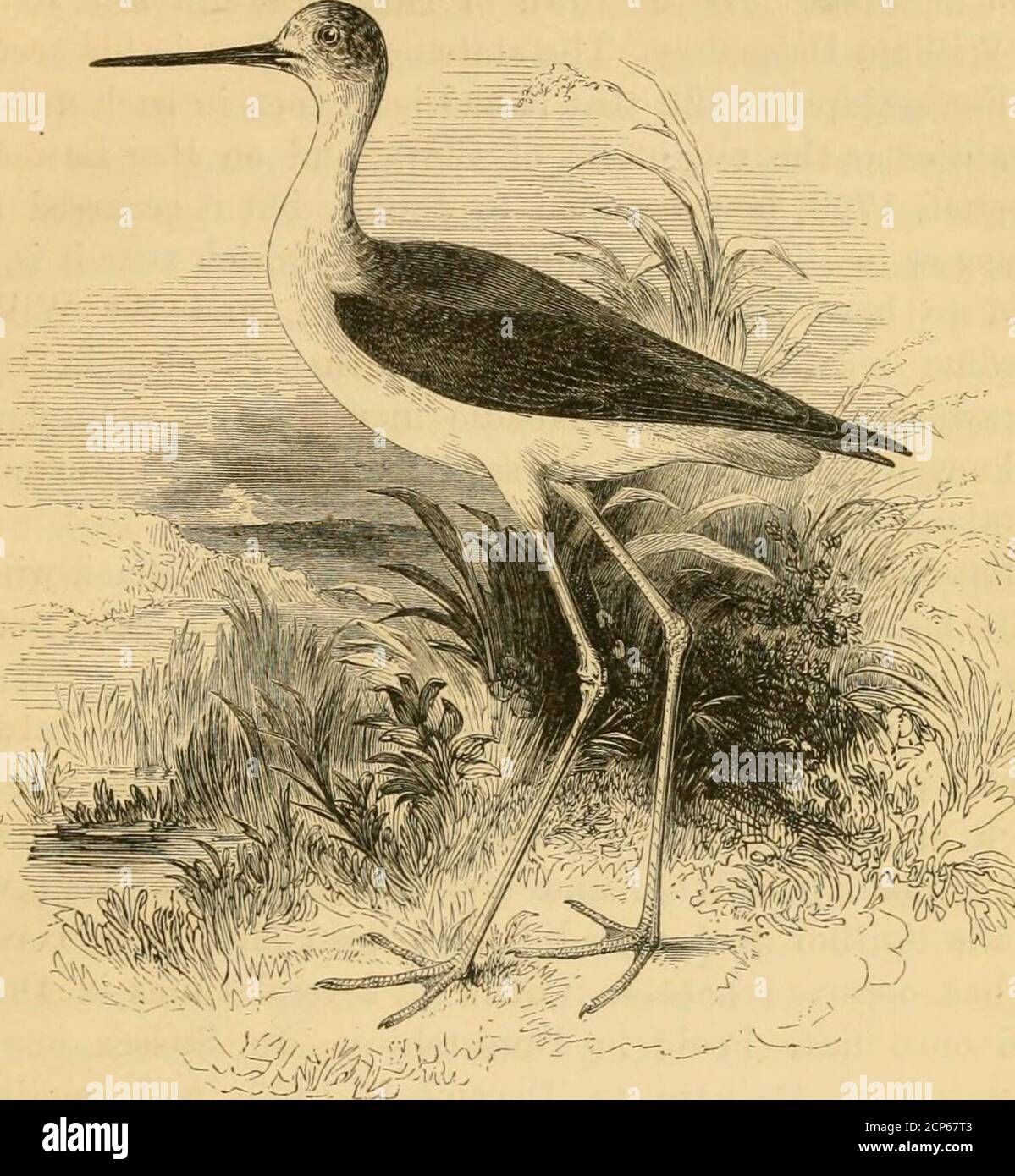 . A history of British birds . -coverts,and the wing-primaries, black ...