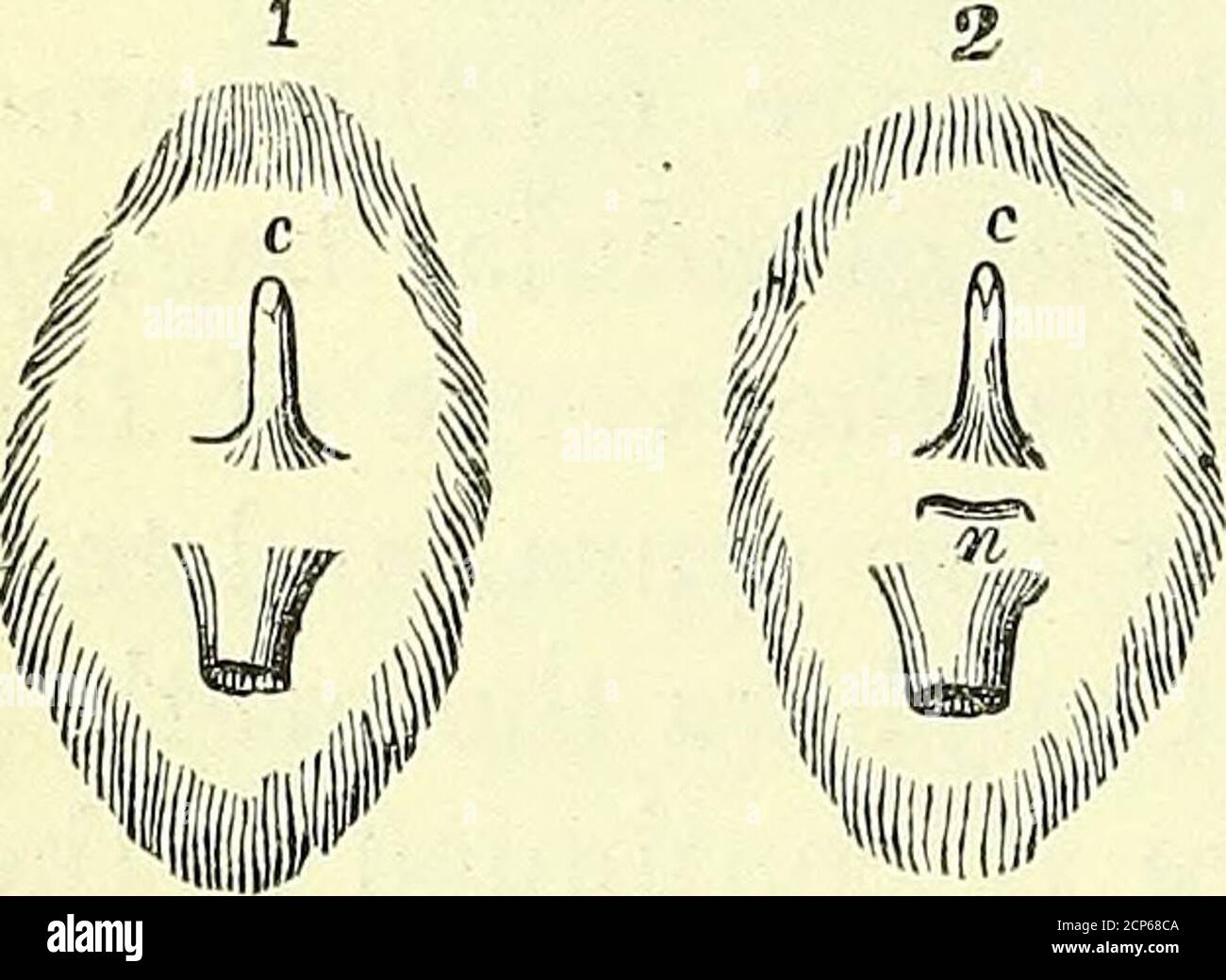 Moles anatomy hi-res stock photography and images - Alamy
