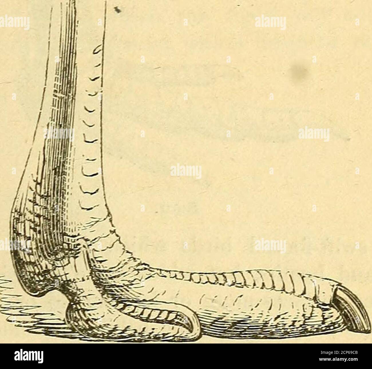 Articulated toes hi-res stock photography and images - Alamy