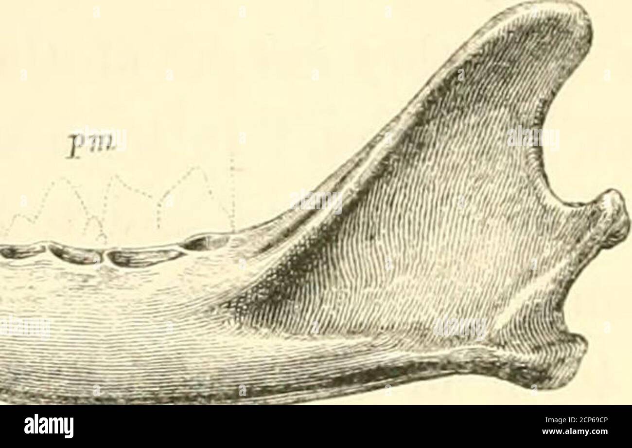 . A history of British fossil mammals, and birds . hesame process of ...