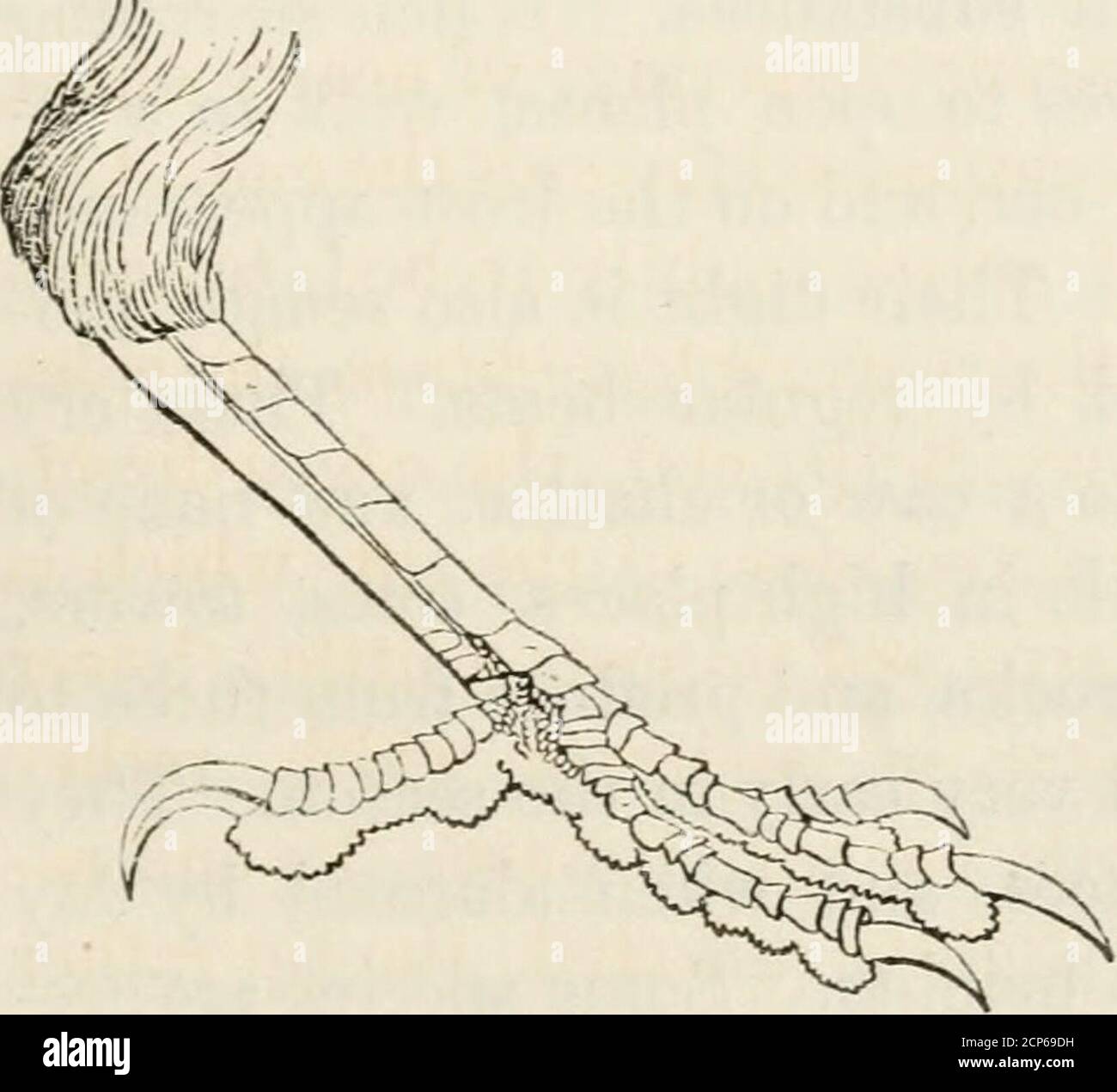 Sharp arched claws hi-res stock photography and images - Alamy