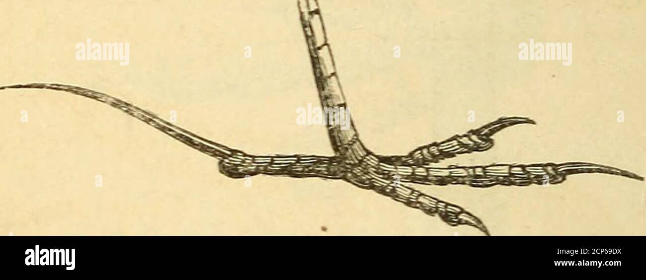 Threetoes hi-res stock photography and images - Alamy