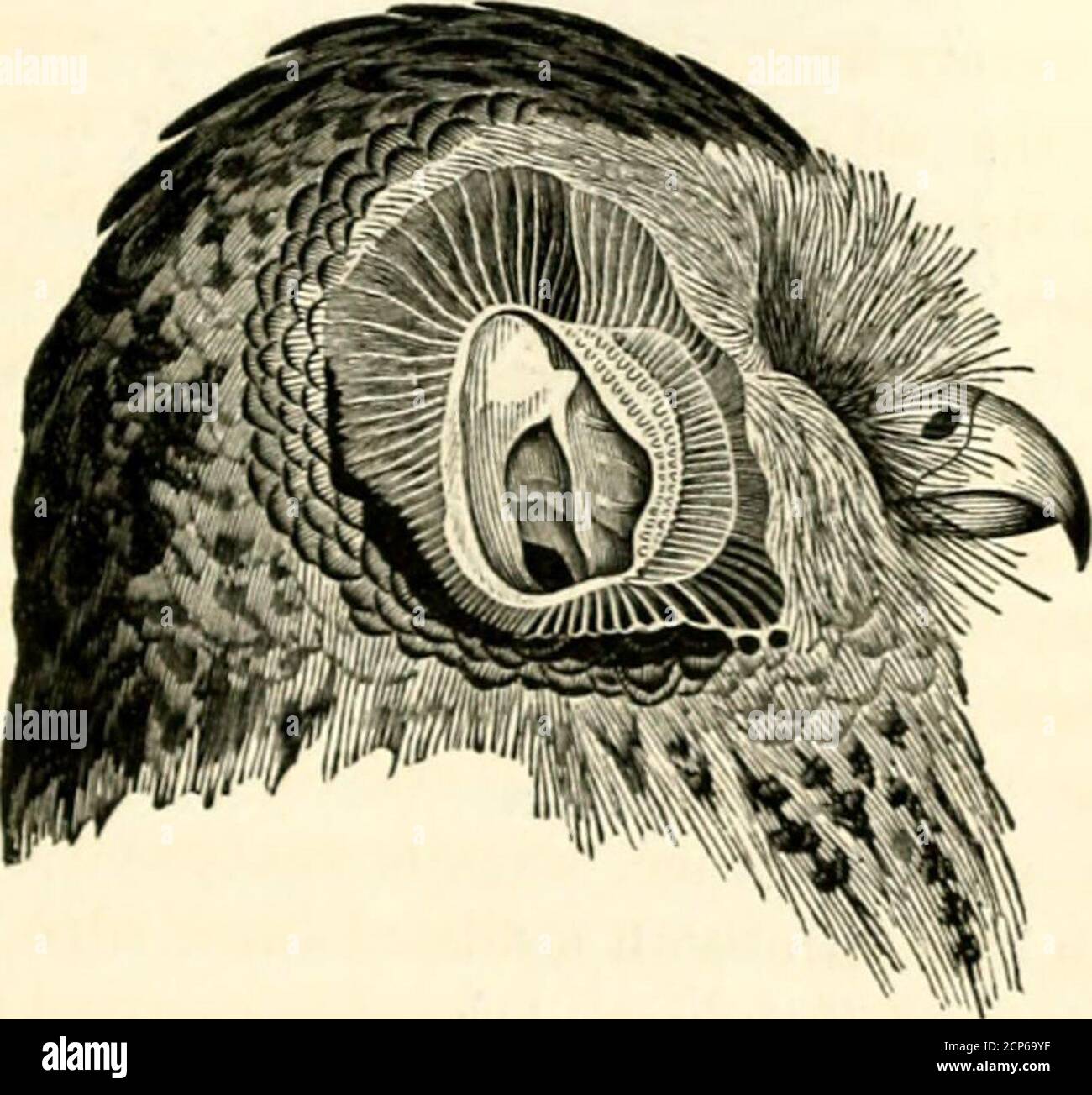 . A history of British birds, indigenous and migratory: including their ...