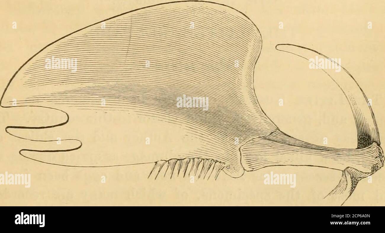 Pectoral plumes hi-res stock photography and images - Alamy