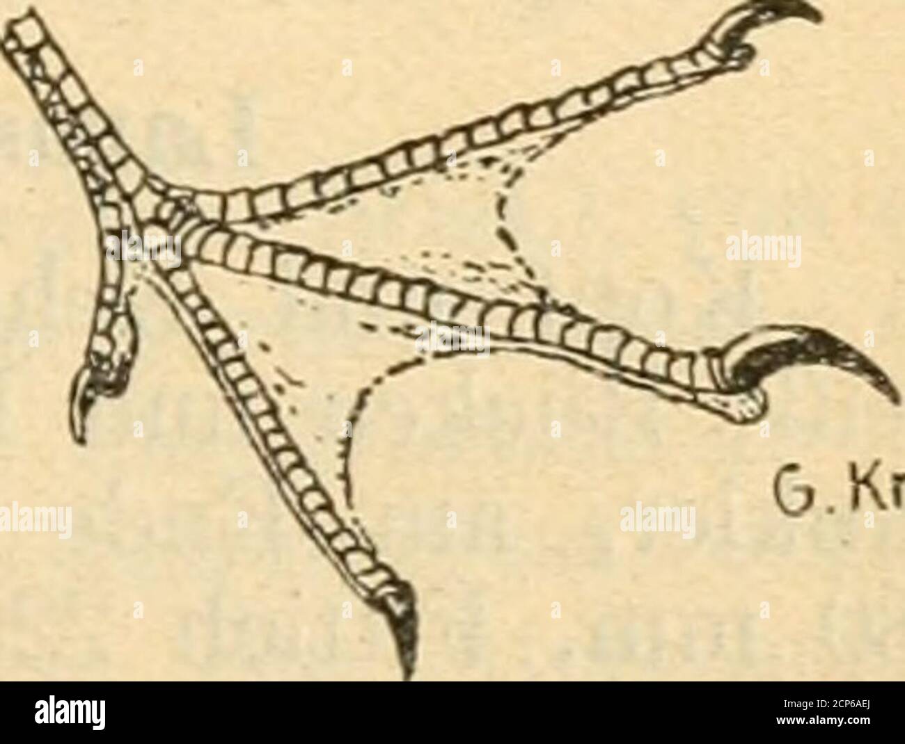 Innere nasenlöcher hi-res stock photography and images - Alamy