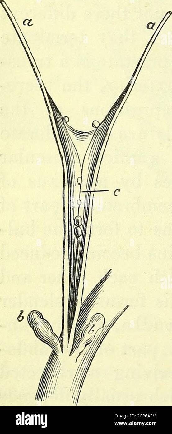 Goat glands hi-res stock photography and images - Alamy