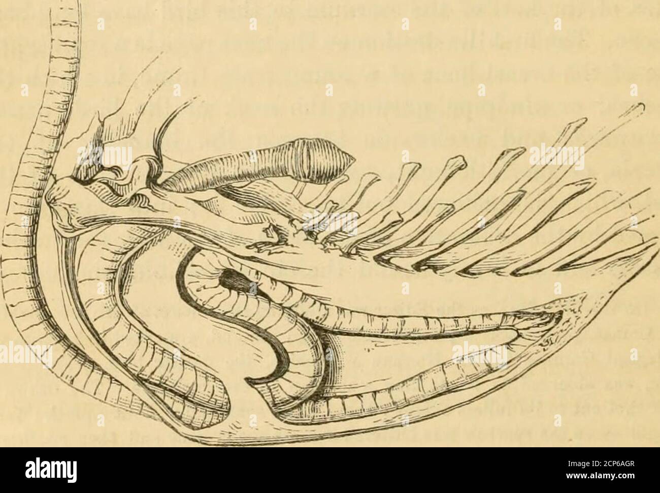 . A history of British birds . The second representation is taken from ...