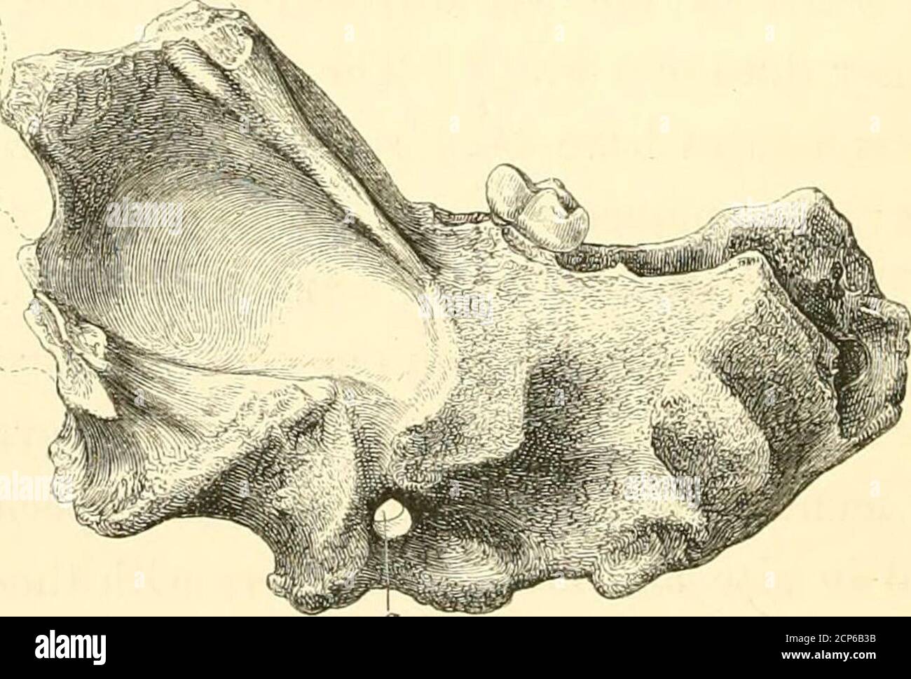 Various dental fossils hi-res stock photography and images - Alamy