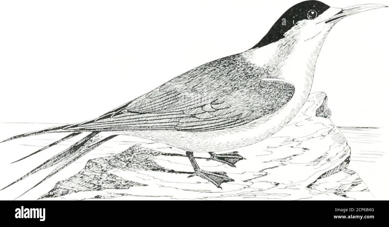 Torres strait islands australia hi-res stock photography and images - Alamy