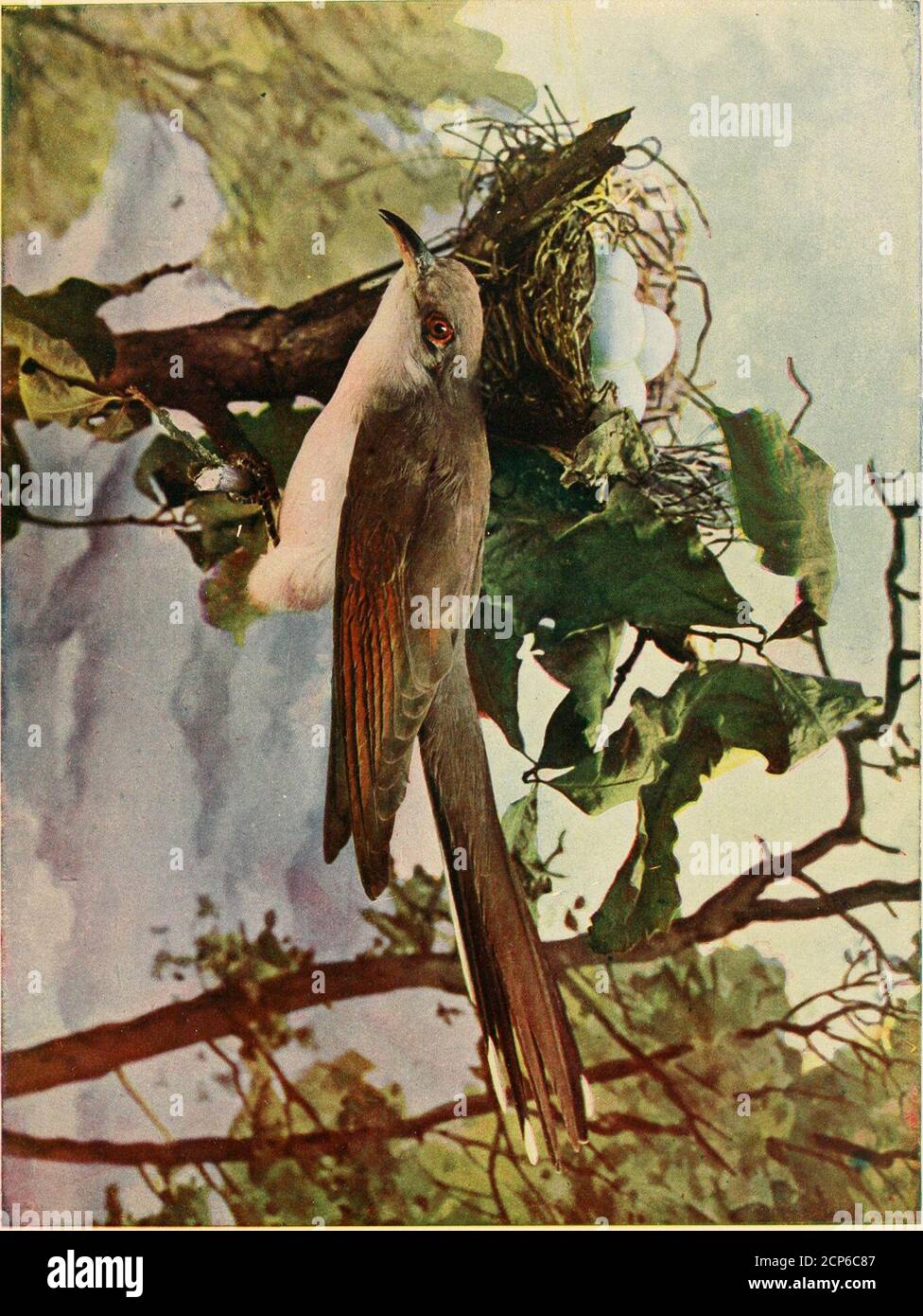 Do cuckoo birds build nests hi-res stock photography and images - Alamy